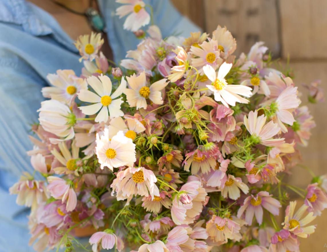 50 Seeds Apricot Lemonade Cosmos Seeds Authentic Seeds - Etsy