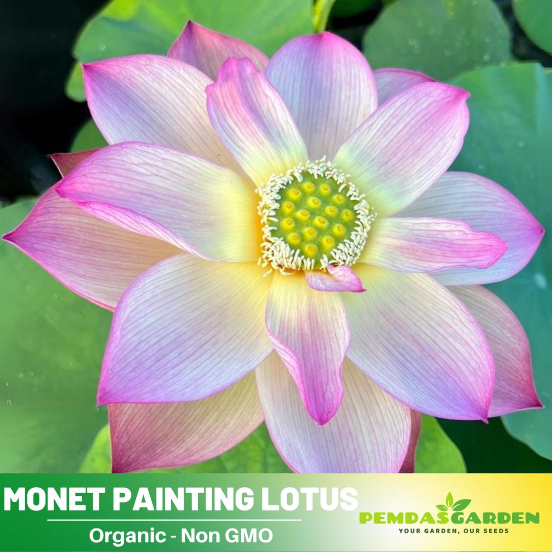 5 Rare Seeds| Monet Painting Lotus Seeds - Indian Lotus (nelumbo ...
