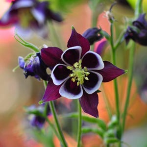 William Guiness Columbine Seeds - Cold Resistant - Deciduous - Attracts ...