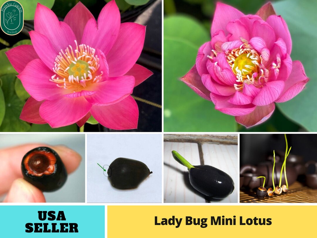 5 Rare Seeds Lady Bug Mini Lotus Seeds Indian Lotus nelumbo Nucifera ...