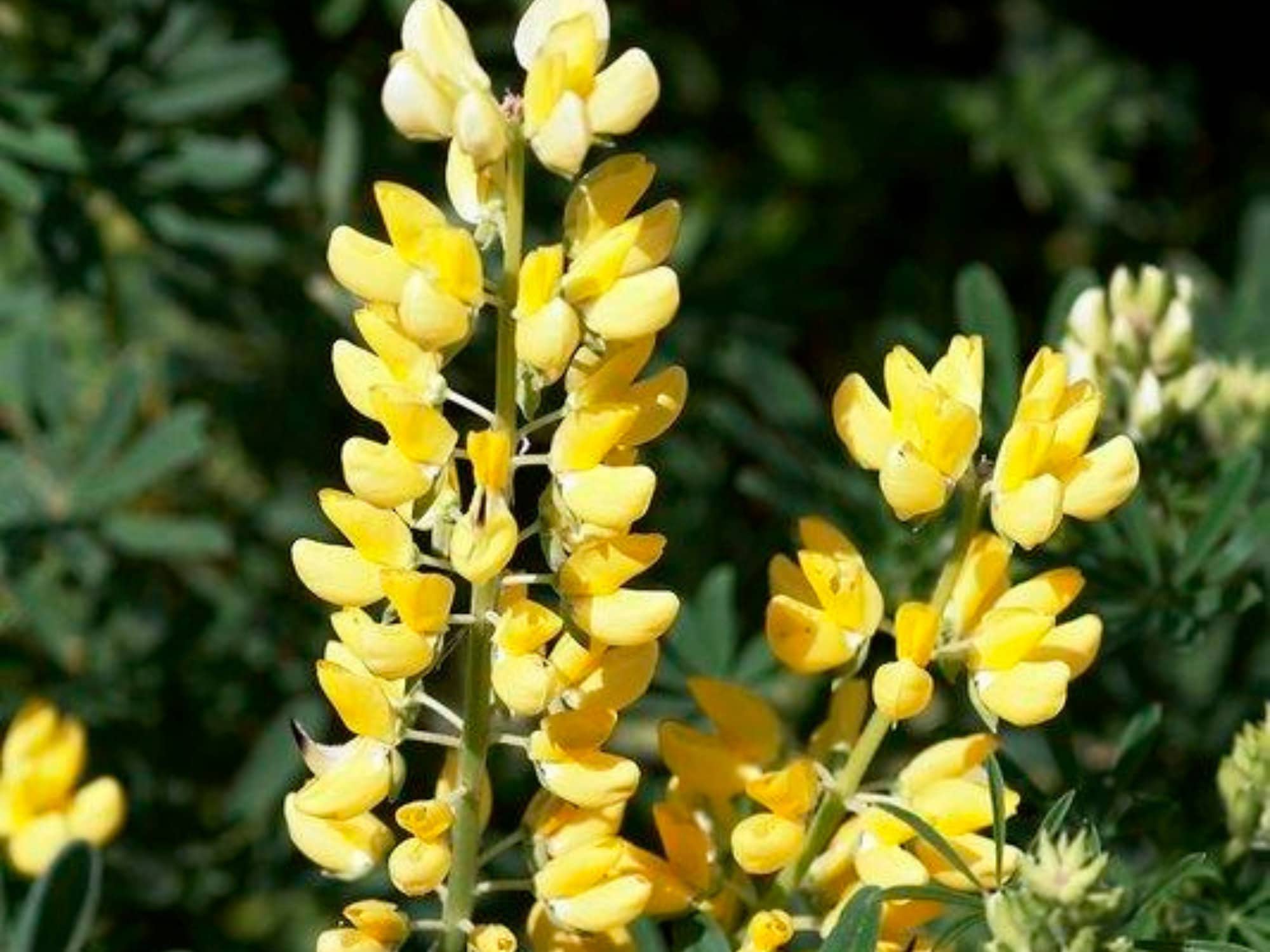 Lupinus arboreus (Tree Lupine) Seeds - Lupine Seeds - bluebonnet - Ope ...
