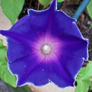 Blue Picotee Morning Glory Seeds Blue White Bi Color Flower Seeds ...