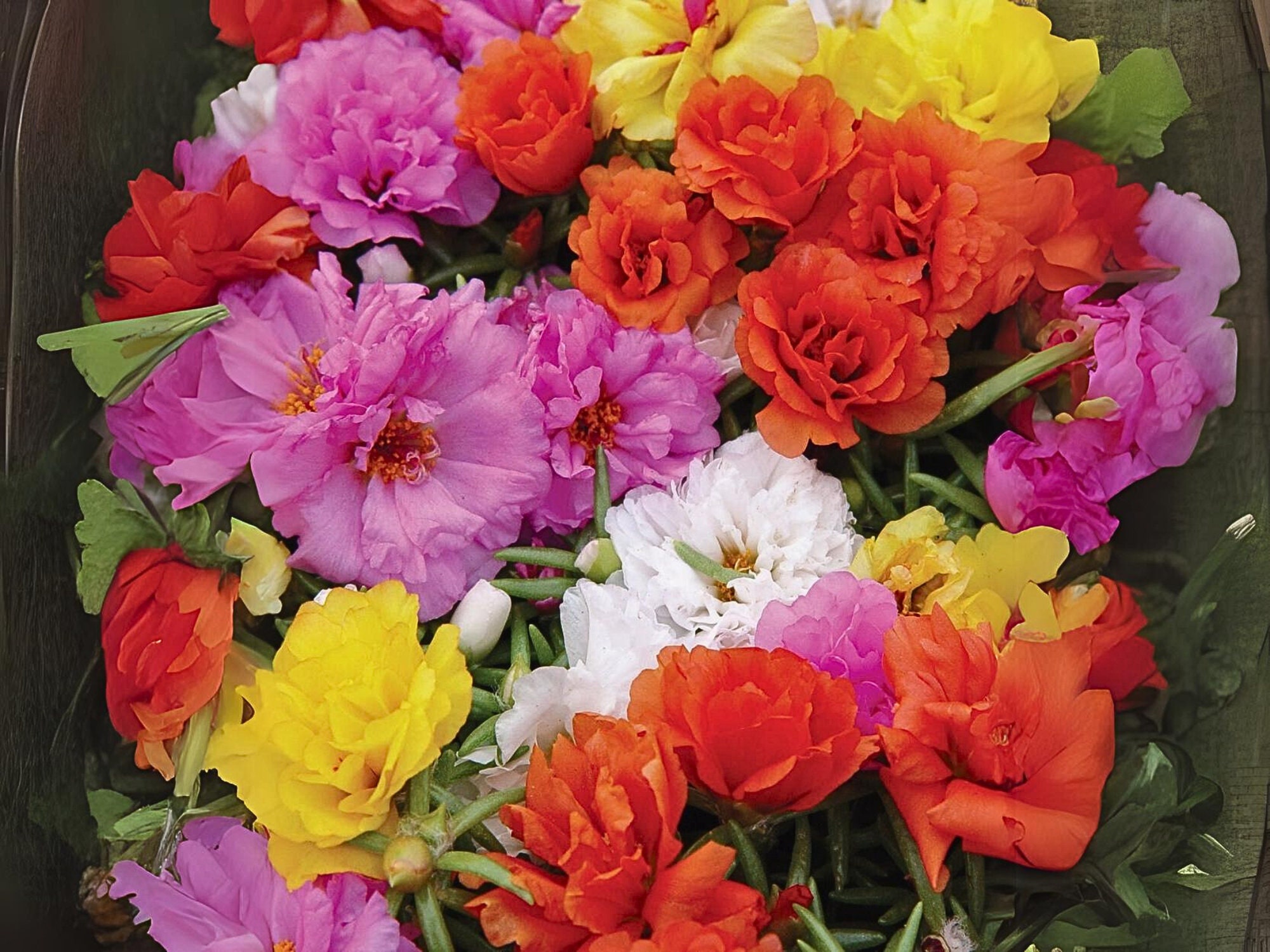 Portulaca Grandiflora 'sundial Series' Seeds - Purslanes Seeds ...
