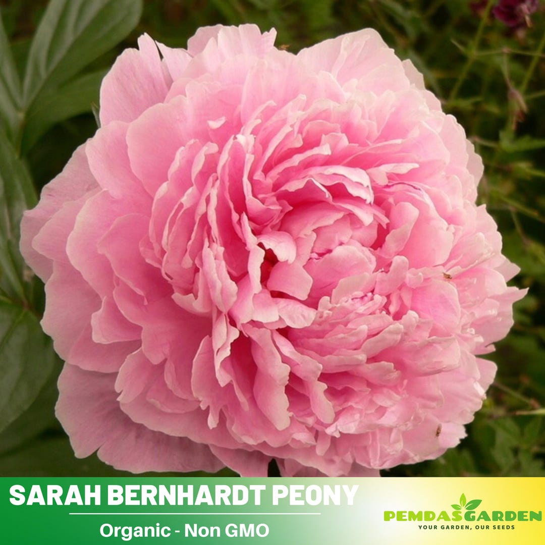 10+seeds| Sarah Bernhardt Peony Perennial Seeds - Paeonia - Attract ...