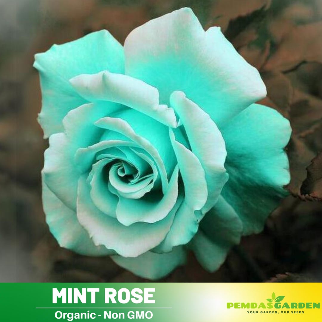 30+ Seeds| Mint Rose Perennial Flower Seeds,- Authentic Seeds ...