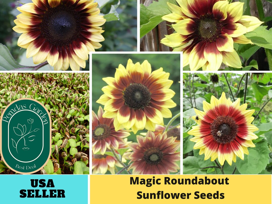 25 Seeds Magic Roundabout Sunflowers Seeds Authentic Seeds Perennial ...