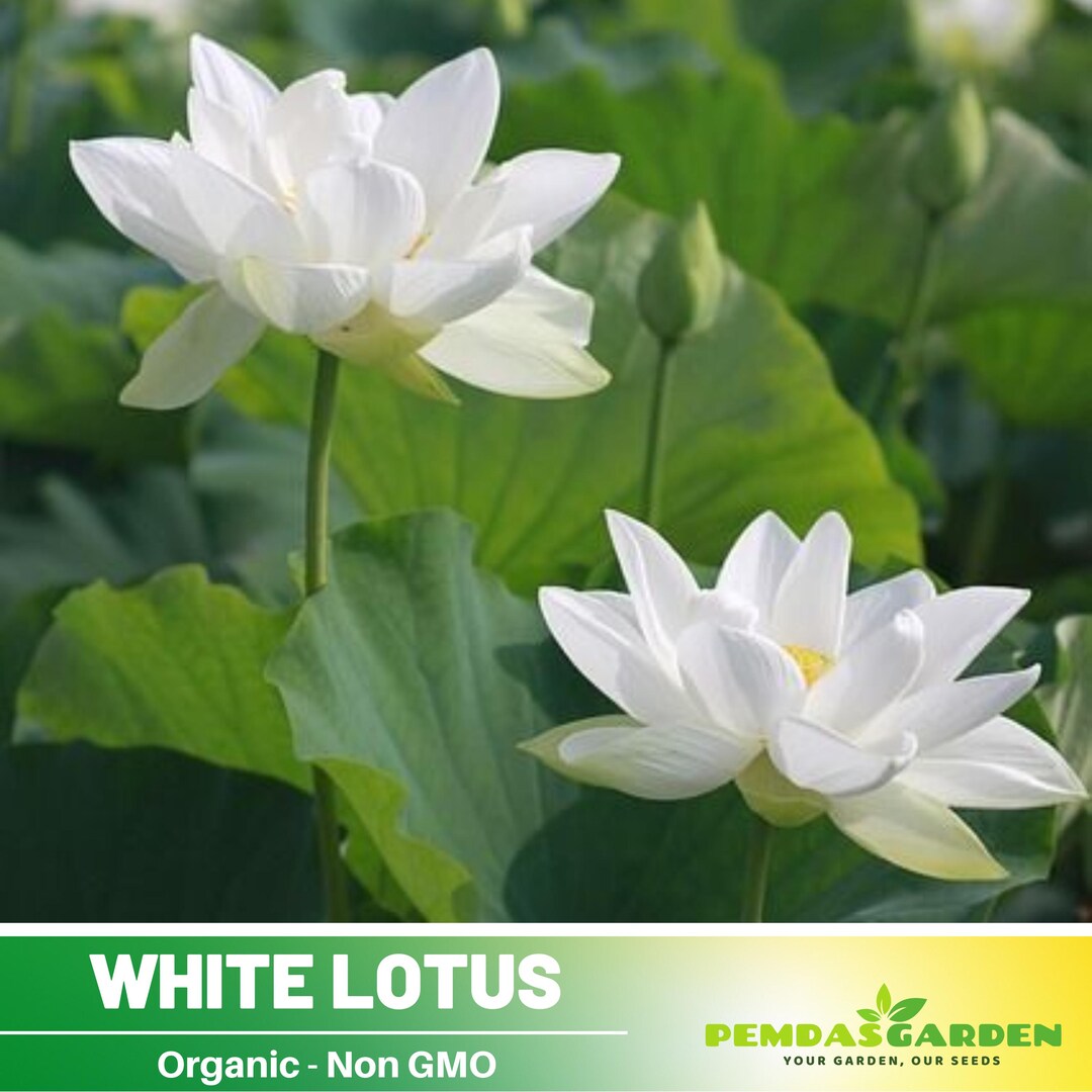 5 Rare Seeds| White Lotus Seeds - Indian Lotus (nelumbo Nucifera) Seeds ...