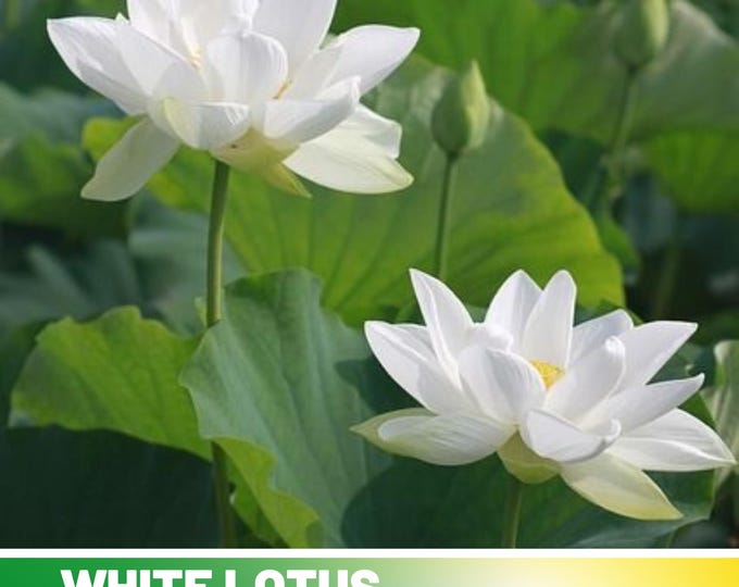 5 Rare Seeds| Snow White Lotus Seeds- Micro/ Tea Cup Lotus - Indian ...