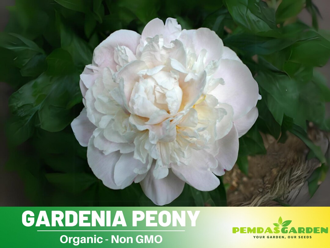 10seeds Gardenia Peony Perennial Seeds Paeonia Attract Butterflies Open ...