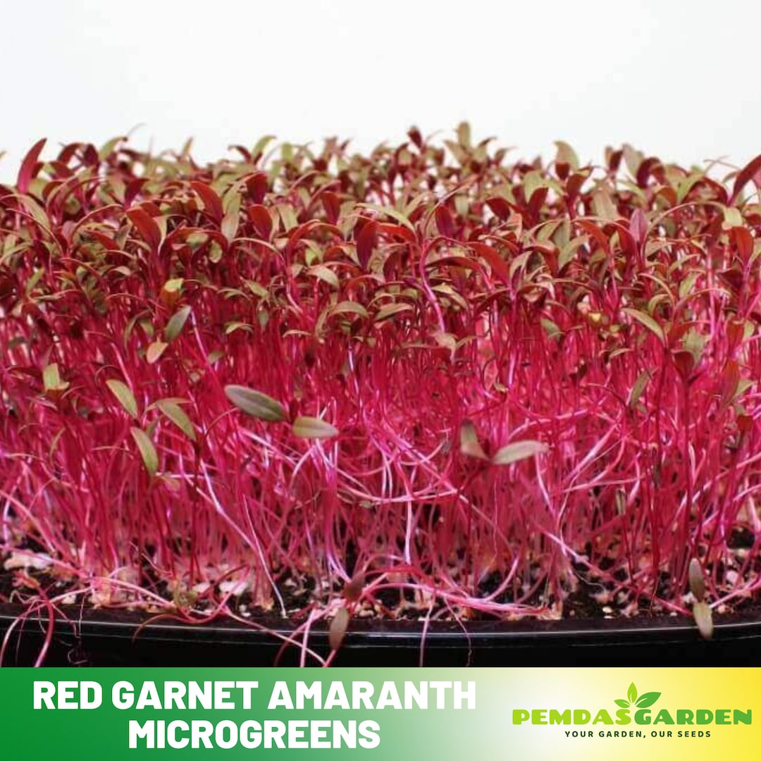 Red Garnet Amaranth Microgreens Seeds - Authentic - Open-pollinated ...