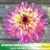 40 Seeds Mingus Alex Dahlia Seeds Pollinator Friendly Open Pollinated ...