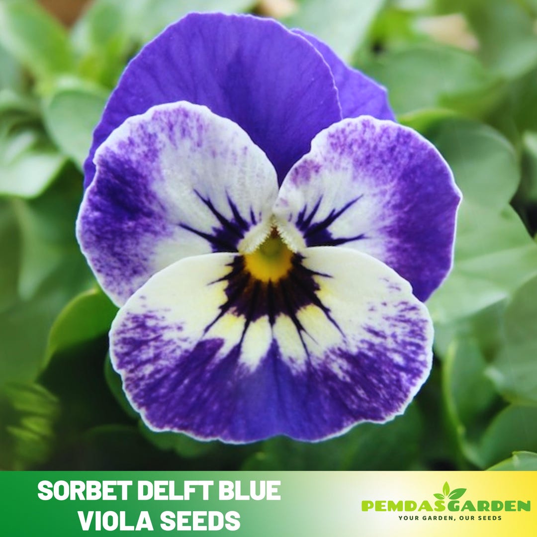25+ Seeds| Sorbet Delft Blue Viola Seeds - Cold Resistant - Draft ...