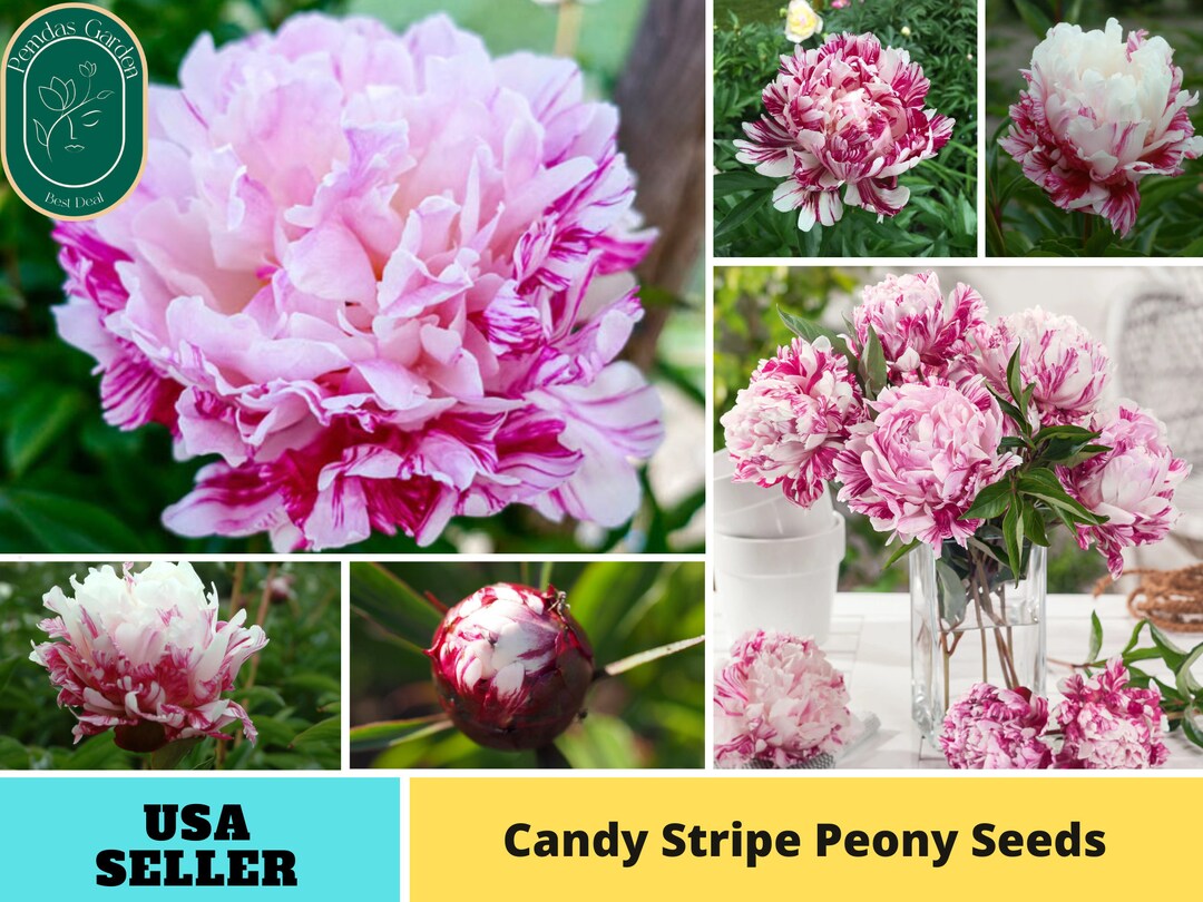 10seeds Candy Stripe Peony Perennial Seeds Authentic Seeds Perennialgmo ...
