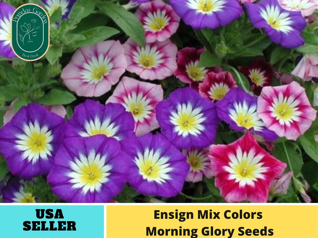 30 Seeds Ensign Mix Morning Glory Seeds Authentic Seeds Perennial GMO ...