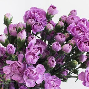 Moonberry Light Purple Mini Carnation - Authentic - Open-pollinated ...
