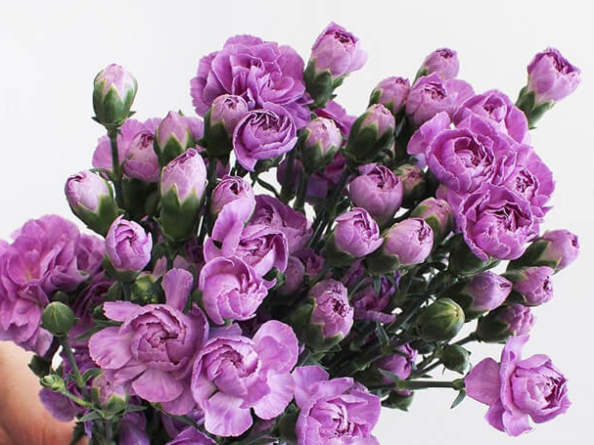 30+seeds|moonberry Light Purple Mini Carnation - Authentic - Open ...