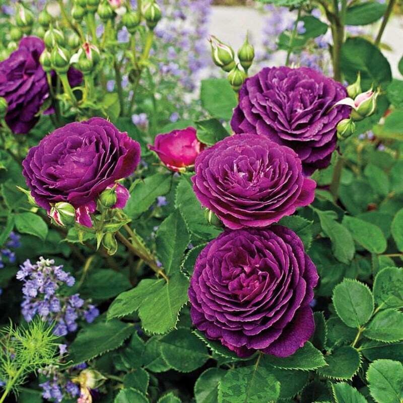 Purple Climbing Rose - Etsy