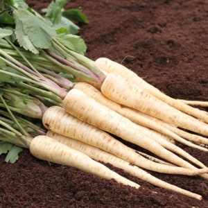 10 Seeds| All American Parsnip Seeds - Heirloom Root Vegetable - Non ...