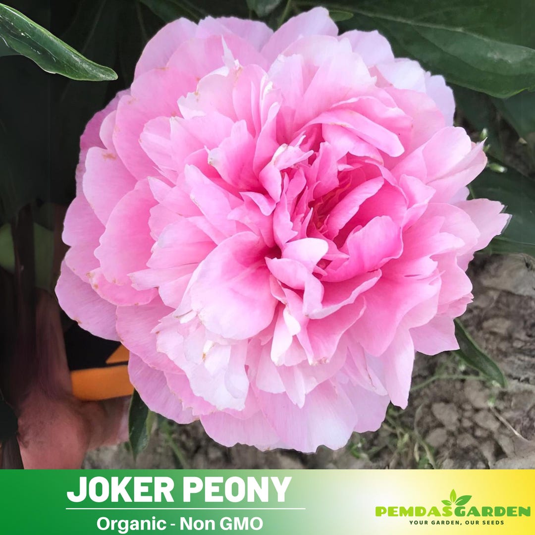10+ Seeds| Joker Perennial Peony Seeds - - Paeonia - Attract ...