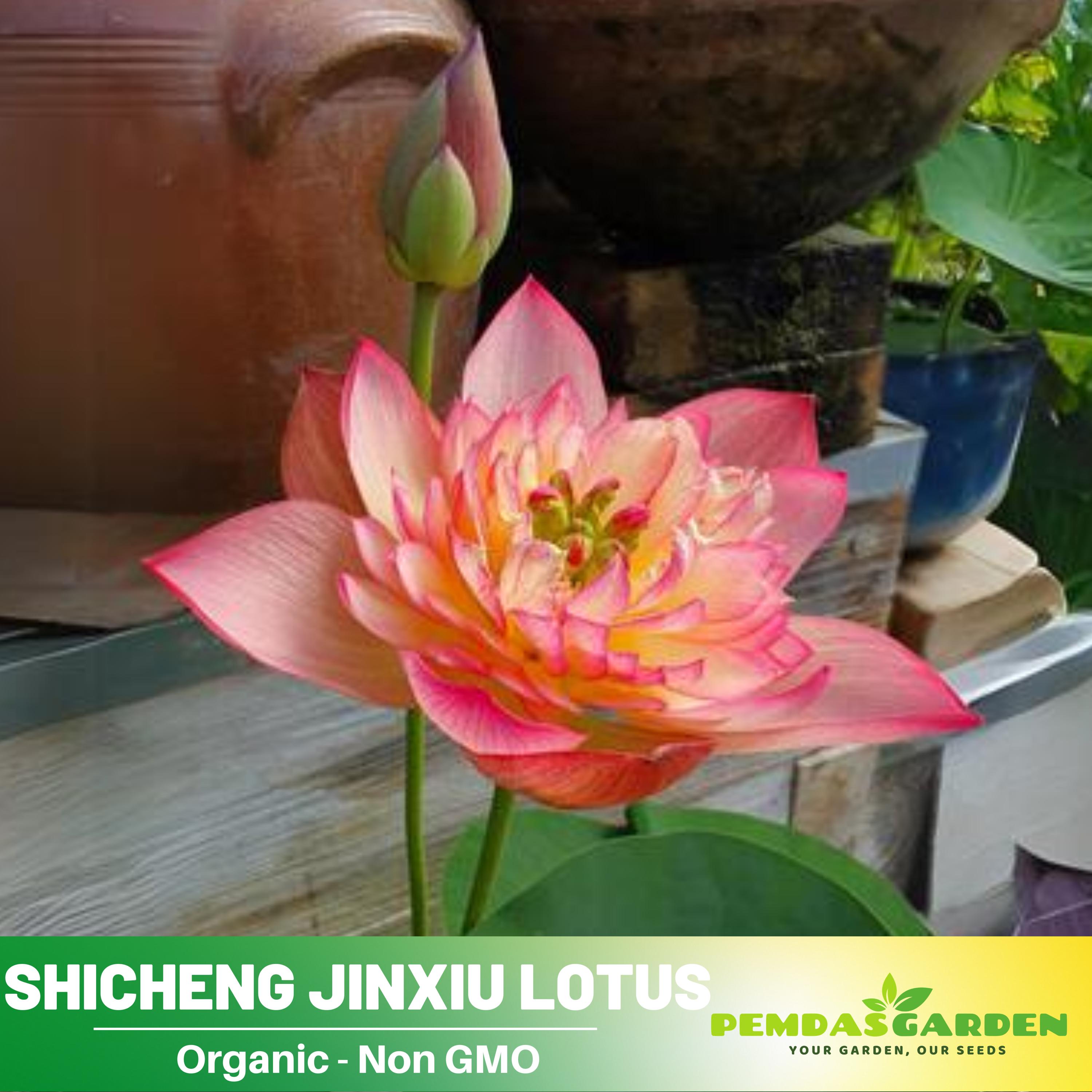 5 Rare Seeds| Shicheng Jinxiu Lotus Seeds - Indian Lotus (nelumbo ...