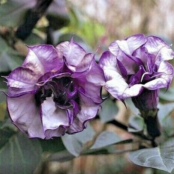 Devils Trumpet - Etsy