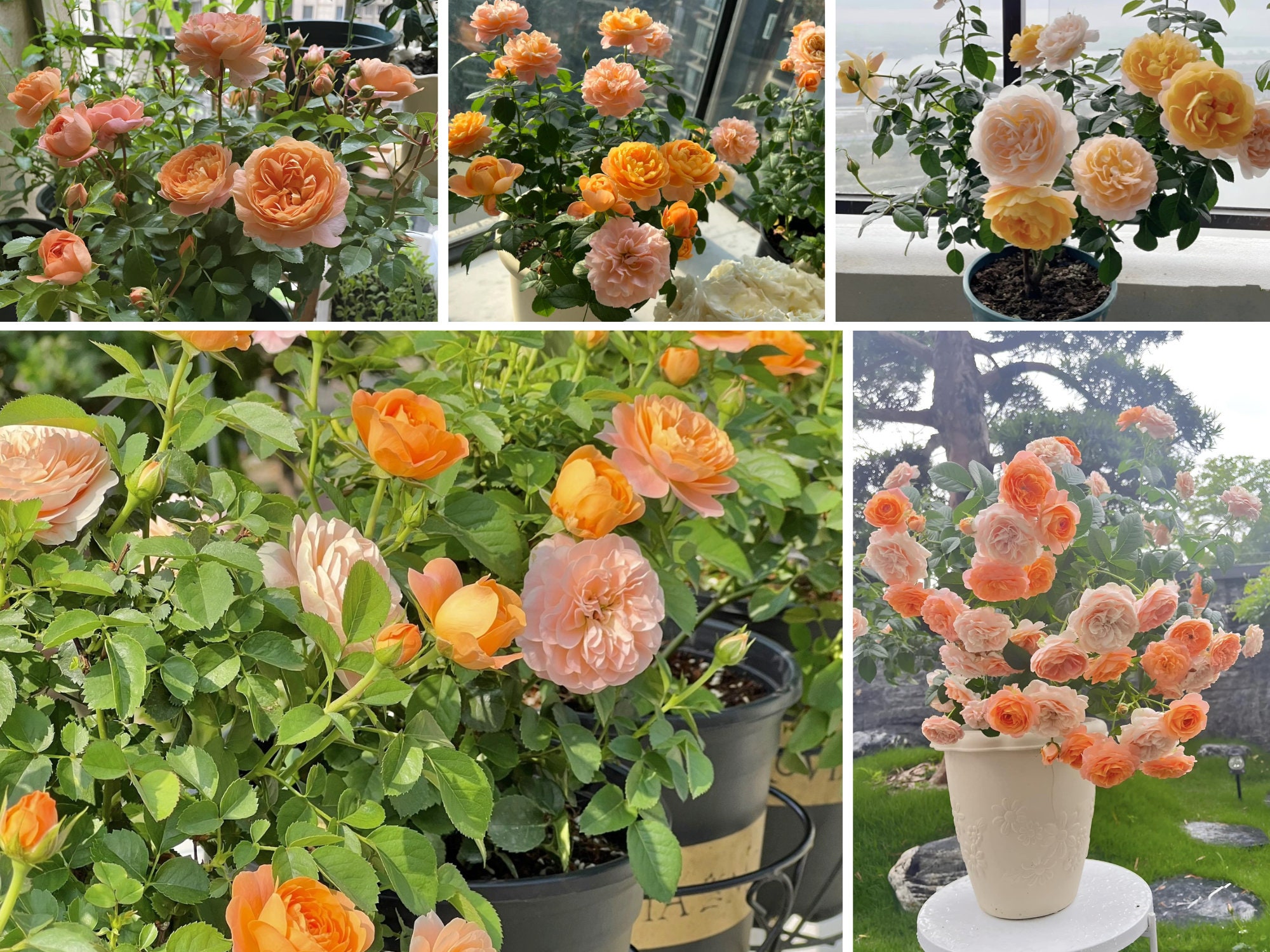 30+ Seeds| Juicy Terrazza Rose Seeds - Authentic - Perennial ~ GMO Free ...