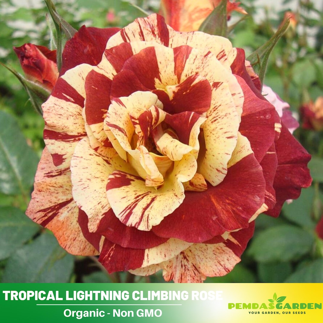 30+ Seeds| Tropical Lightning Climbing Rose Rose Seeds - Authentic ...