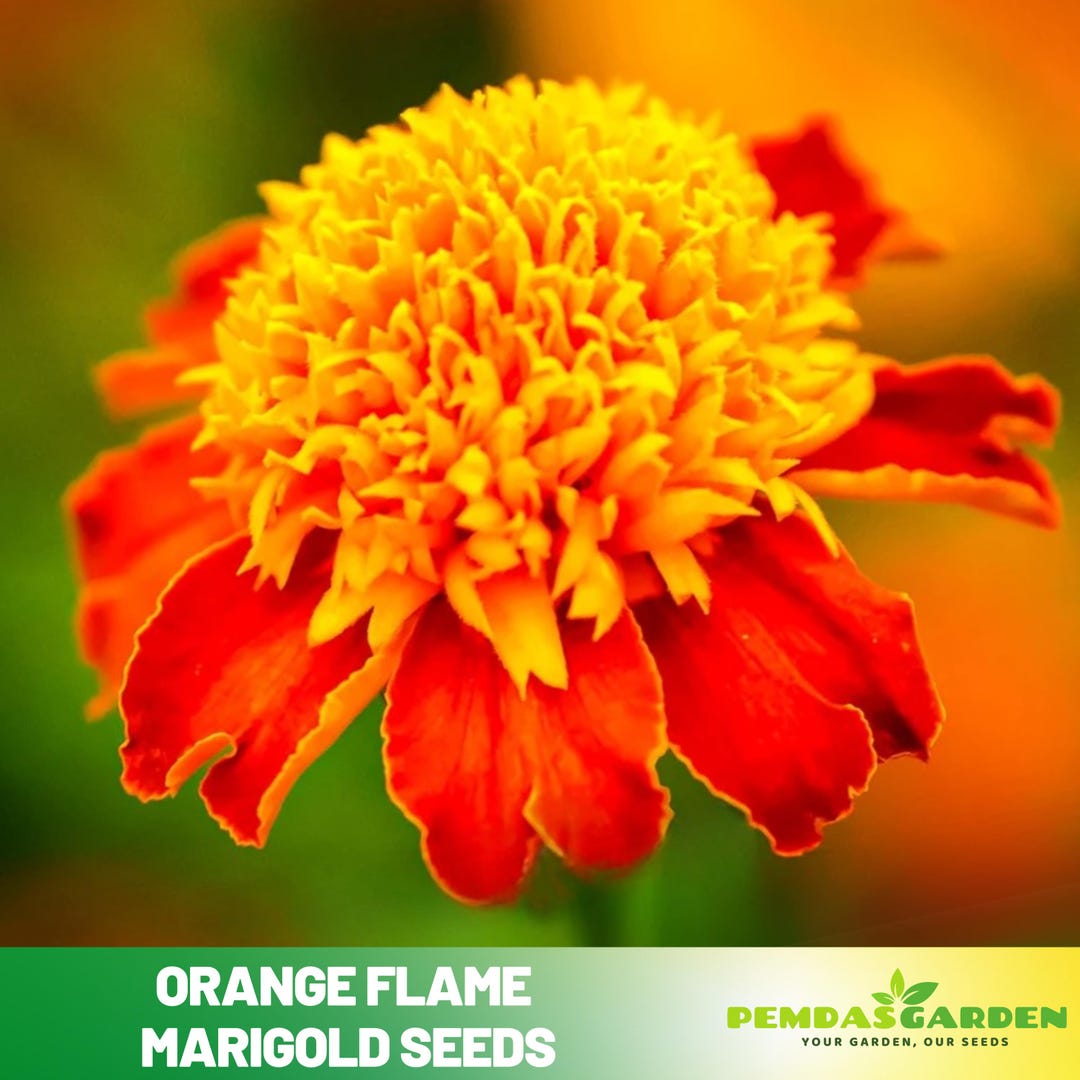 25+ Seeds| Orange Flame Marigold Seeds - Edible -open-pollinating ...
