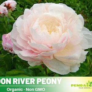 10+ Seeds| Moon River Peony Seeds - Paeonia - Attract Butterflies ...