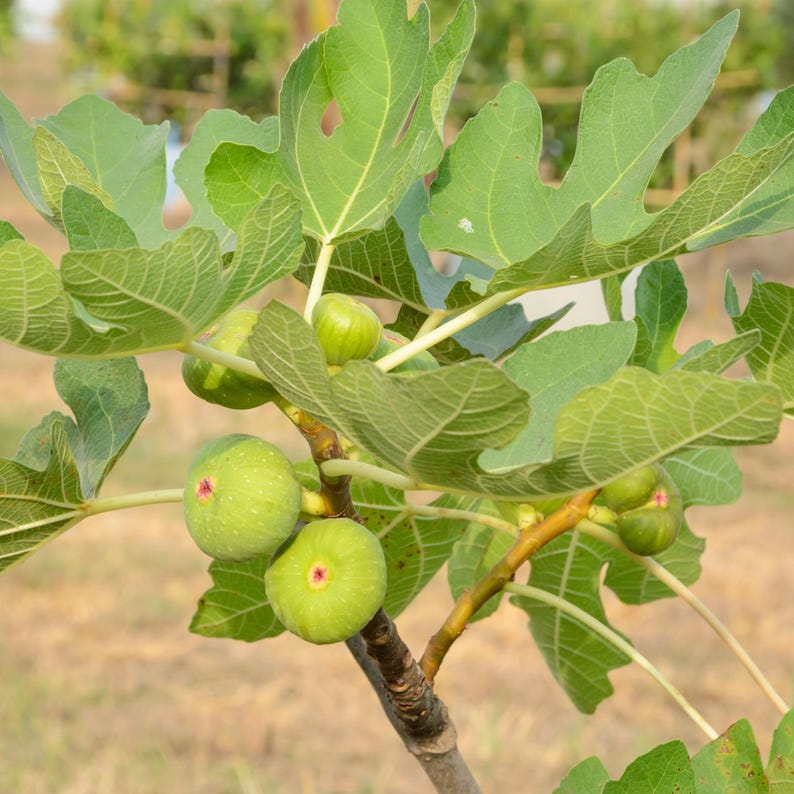 25 Kadota Fig Seeds – Ficus Carica – Organic Fruit Tree Seeds for Sweet ...