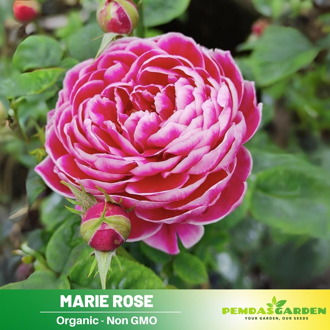 30+ Seeds| Marie Rose Seeds - Authentic - Perennial ~ GMO Free ~ Flower ...