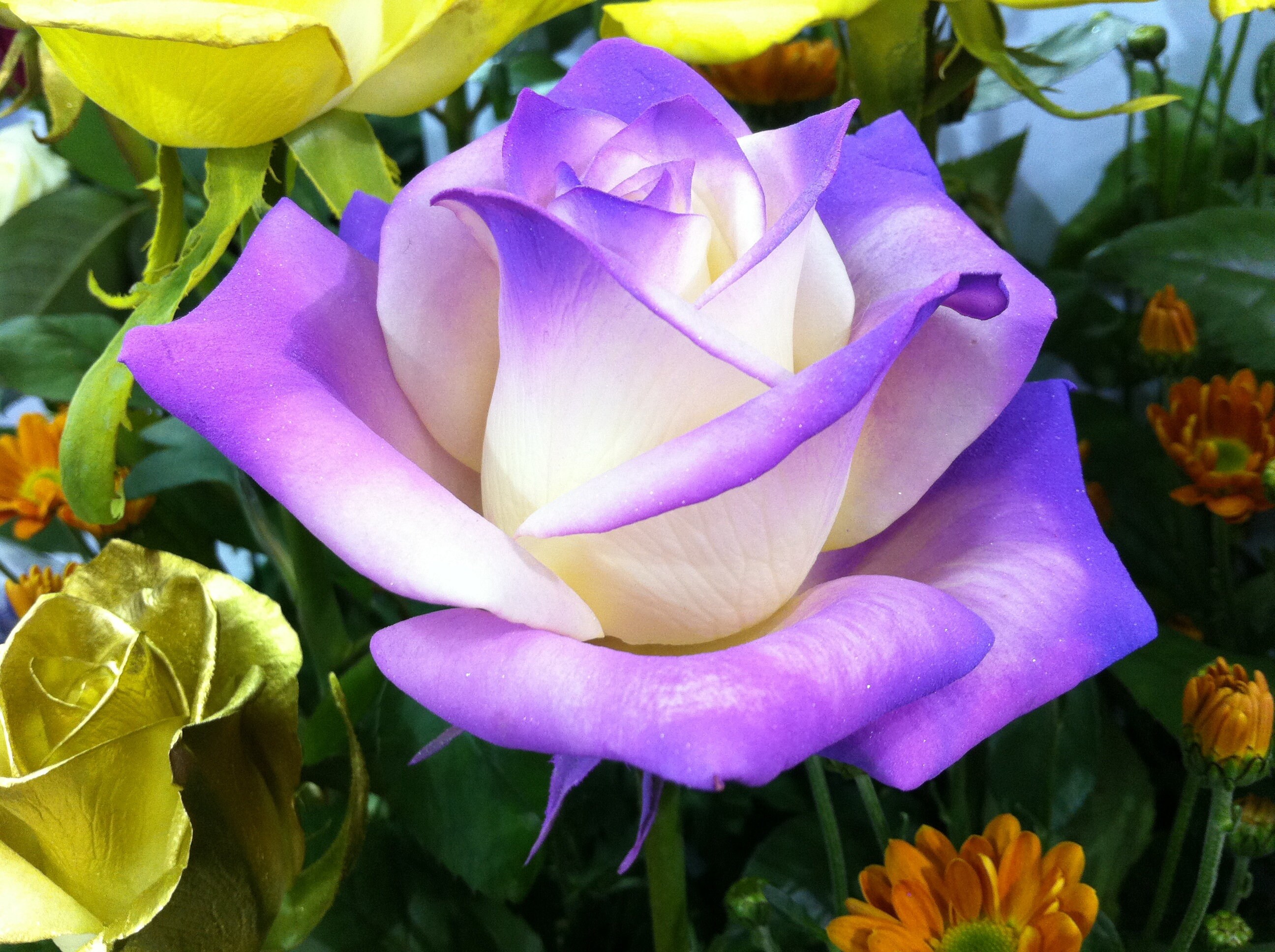 30 Seedspurple White Hybrid Tea Flower Rose Seeds - Etsy