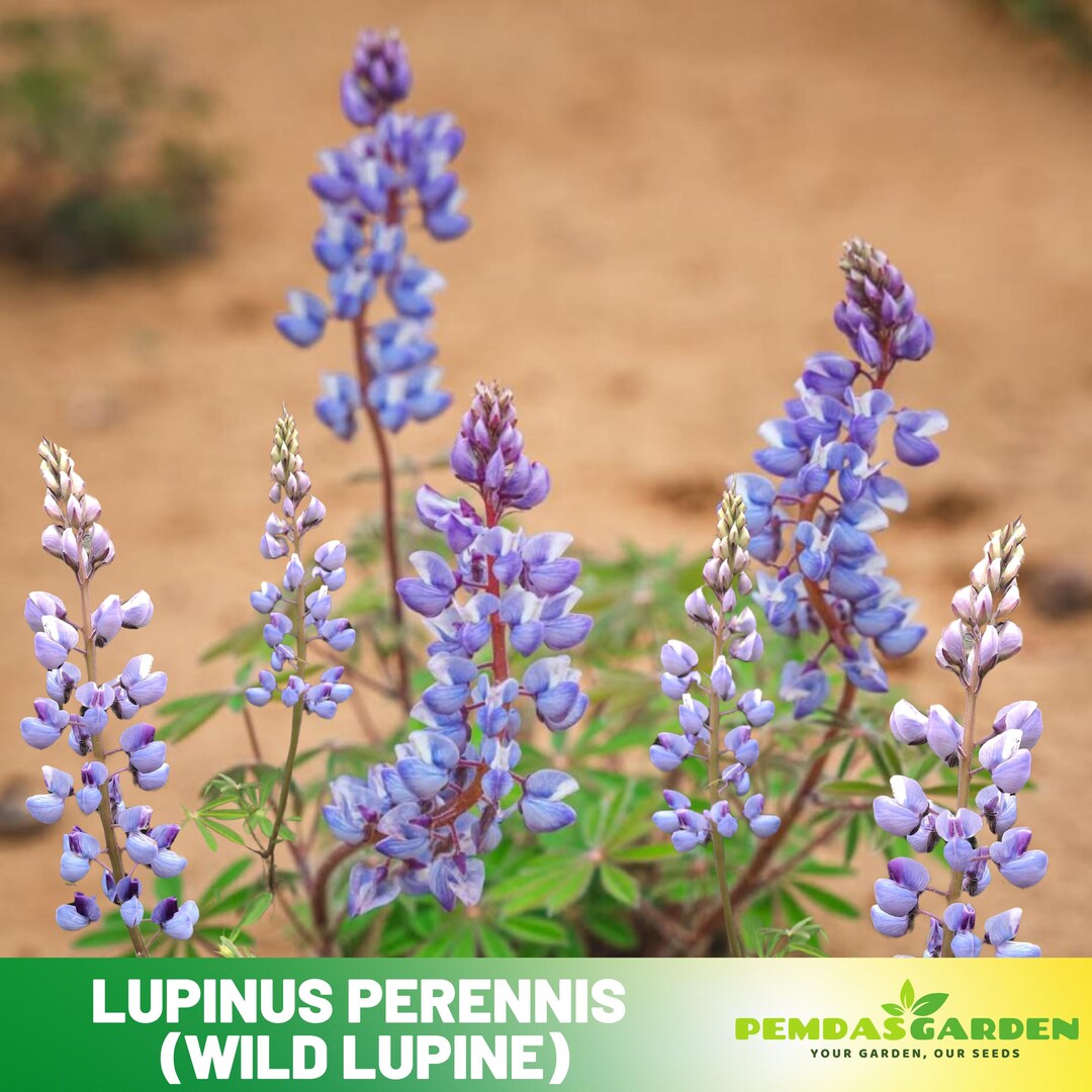 Lupinus Perennis (wild Lupine) Seeds- Lupine Seeds - Bluebonnet - Open ...