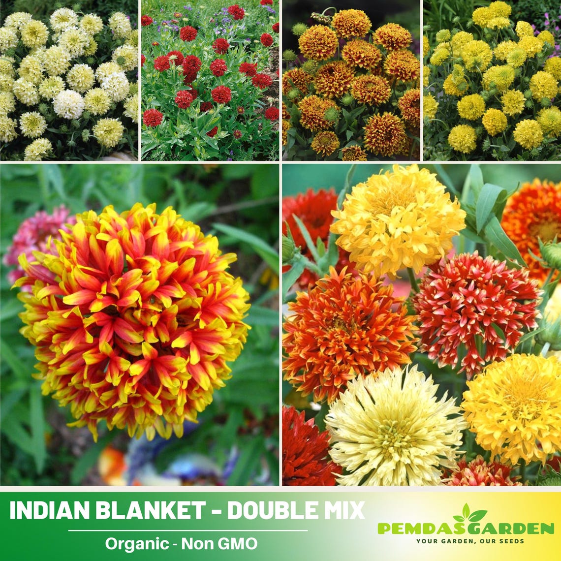 Indian Blanket Seeds - Double Mix - Authentic Seeds ~ GMO Free~~flower ...