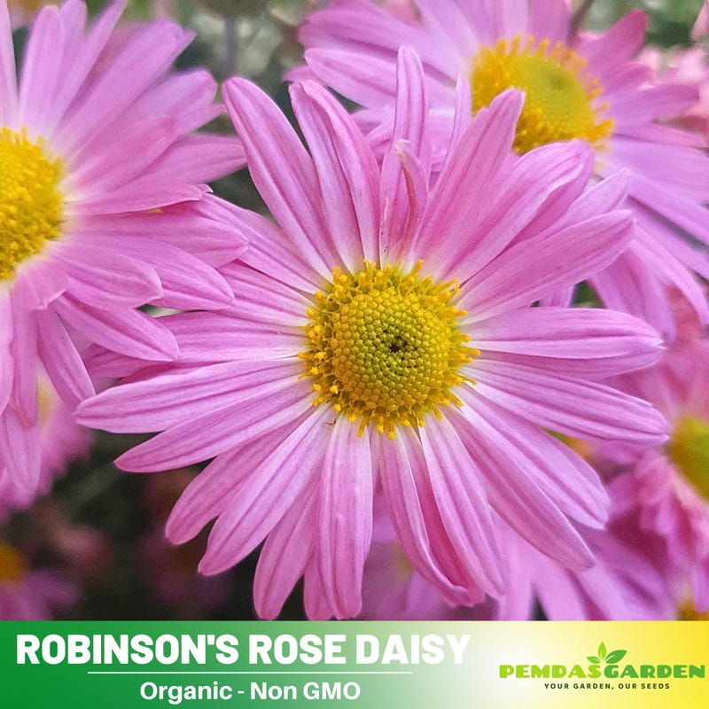 Robinsons Painted Daisy Seeds - Etsy
