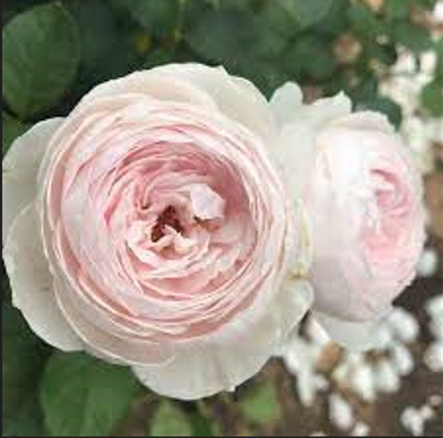 30+ Seeds|pink Earth Angel Floribunda Flower Rose Seeds - Authentic ...