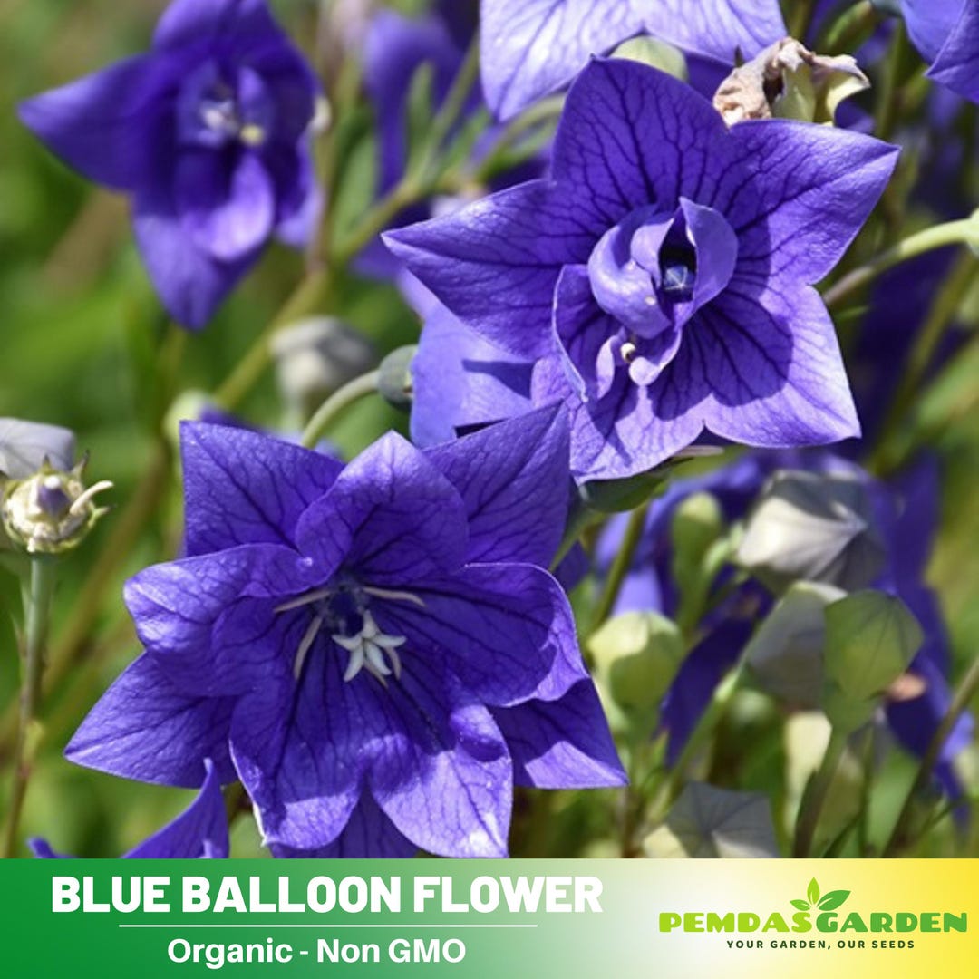 60 Seeds| Blue Balloon Flower Seeds- Authentic - Heirloom - Culinary ...