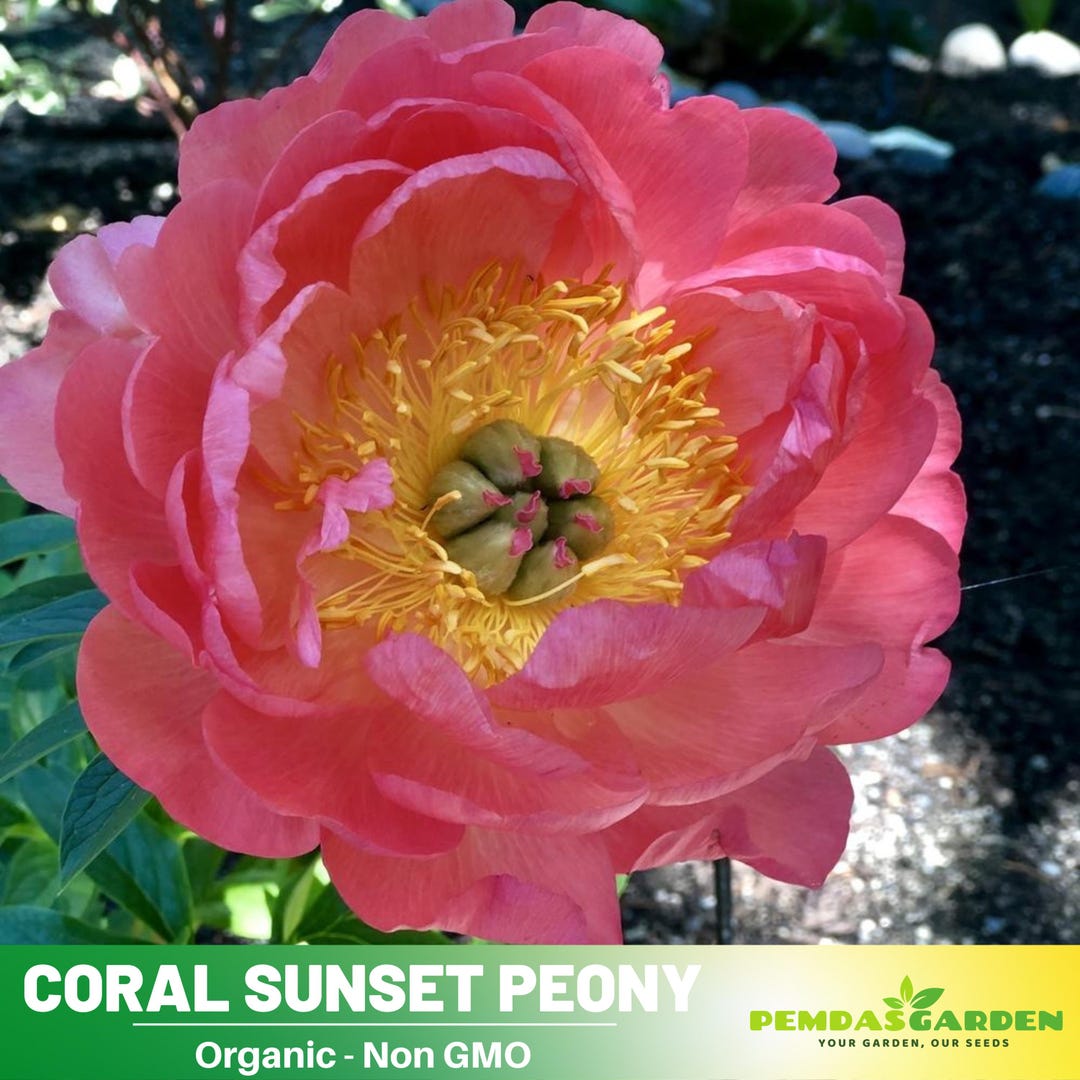 10+ Seeds| Coral Sunset Peony Peony Seeds - Paeonia - Attract ...
