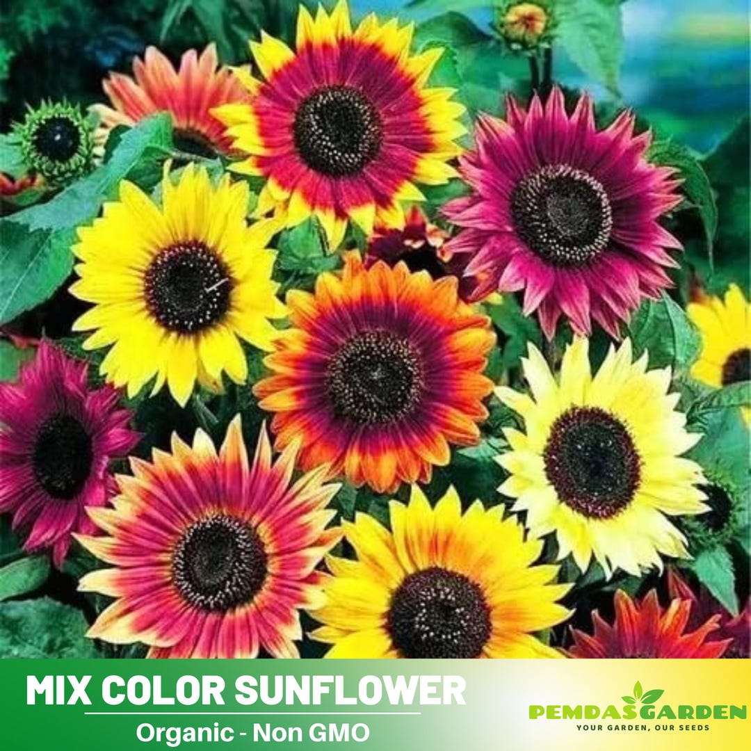 25+ Seeds| Formula Mix Sunflowers Seeds - Helianthus Annuus - Open ...