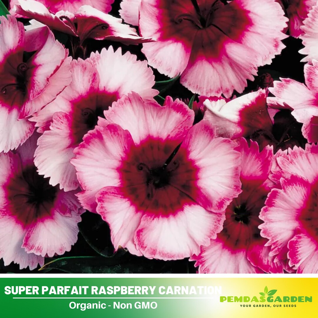 Super Parfait Raspberry Carnations - Dianthus Seeds - Open-pollinated ...