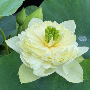 5 Rare Seeds| Prairie Dream Lotus Seeds - Indian Lotus (nelumbo ...