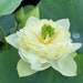5 Rare Seeds| Prairie Dream Lotus Seeds - Indian Lotus (nelumbo ...