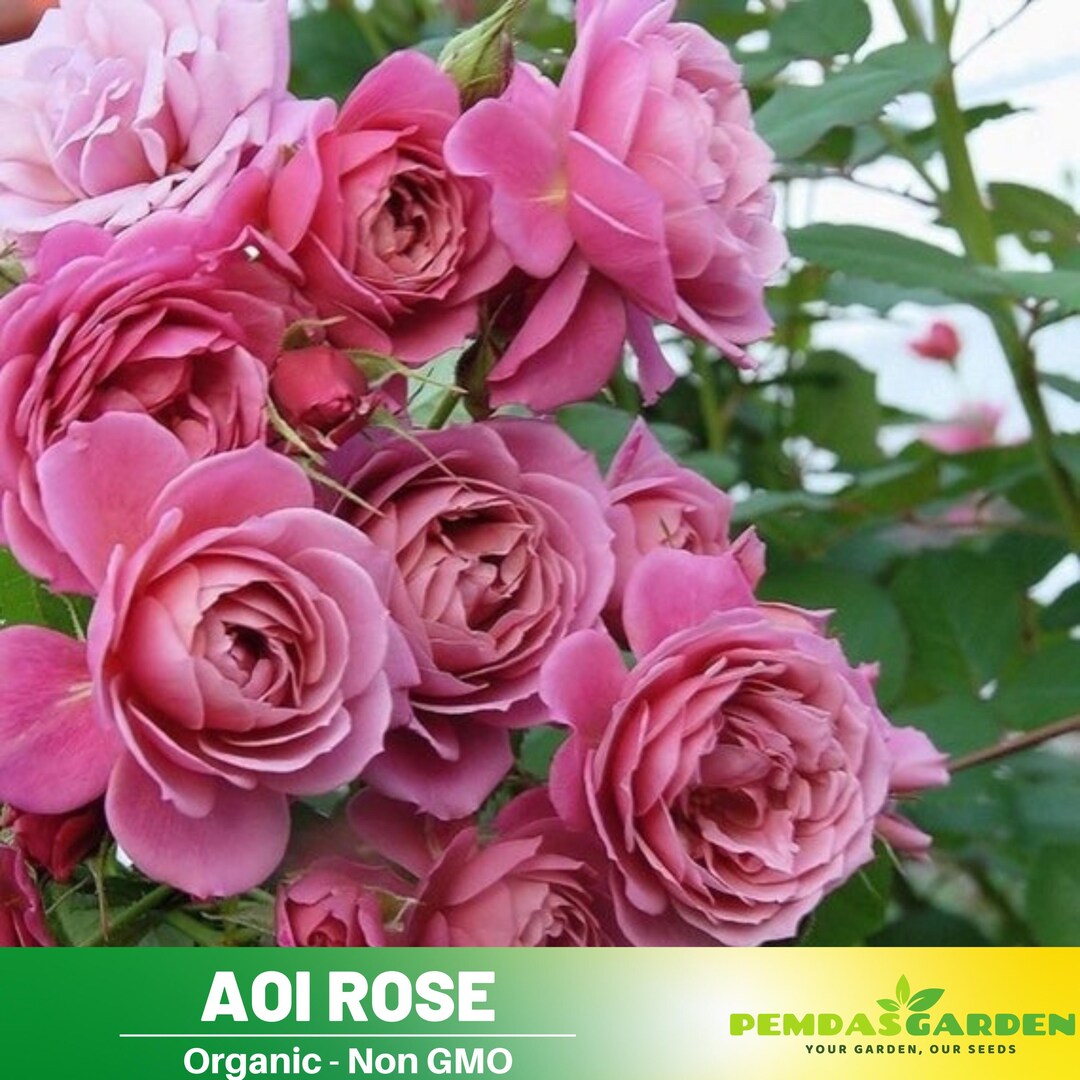 32+ Seeds| 葵 あおいふうが - Aoi Rose Seeds-perennial -authentic Seeds-flowers ...