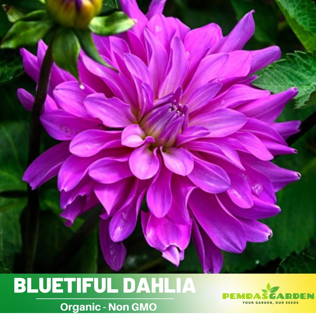 40+ Seeds| Bluetiful Dahlia Seeds Pollinator Friendly- Open Pollinated ...