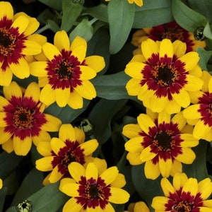 Zinnia Profusion Red Yellow Bicolor - Authentic - Open-pollinated ...
