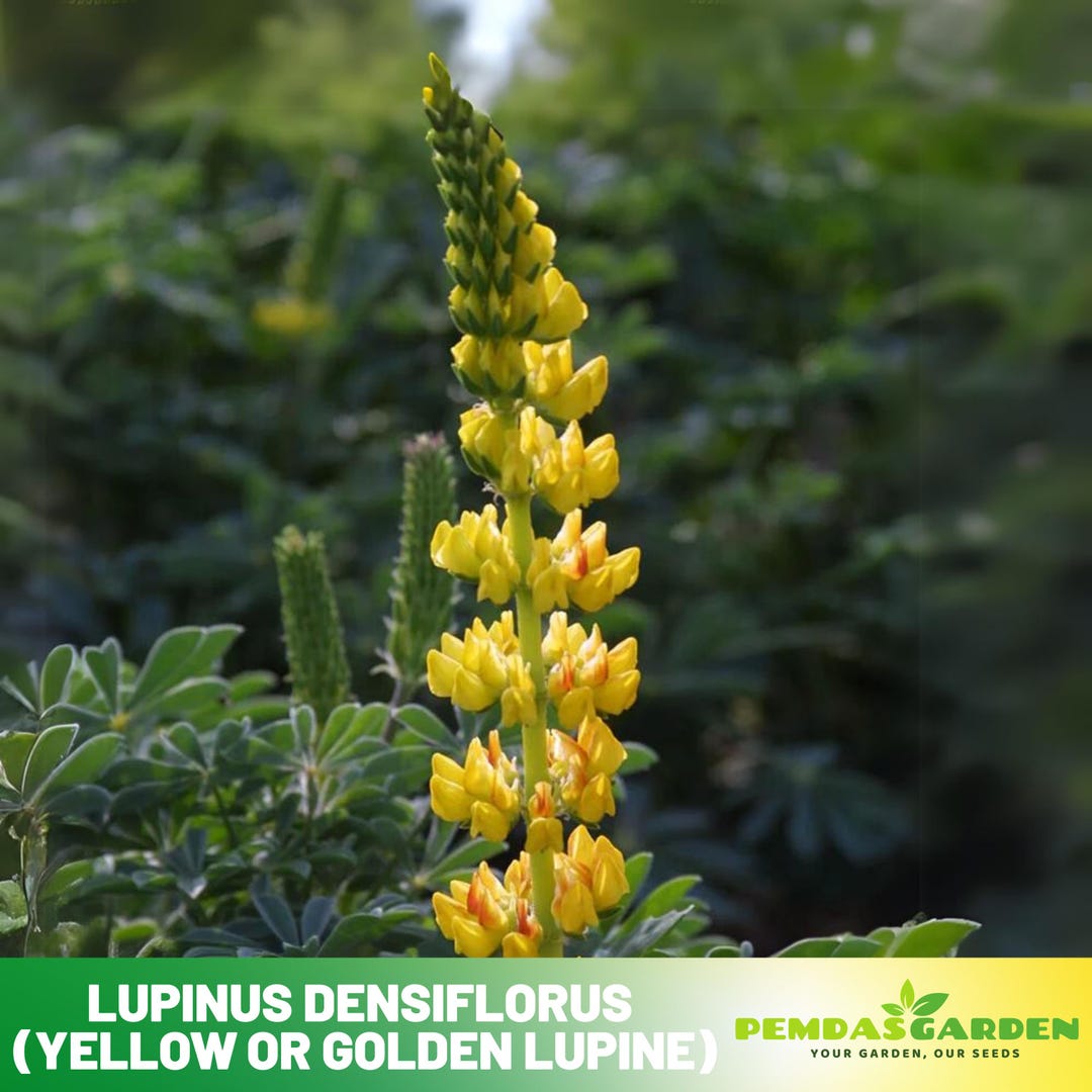 Lupinus Densiflorus (yellow or Golden Lupine) Seeds - Lupine Seeds ...