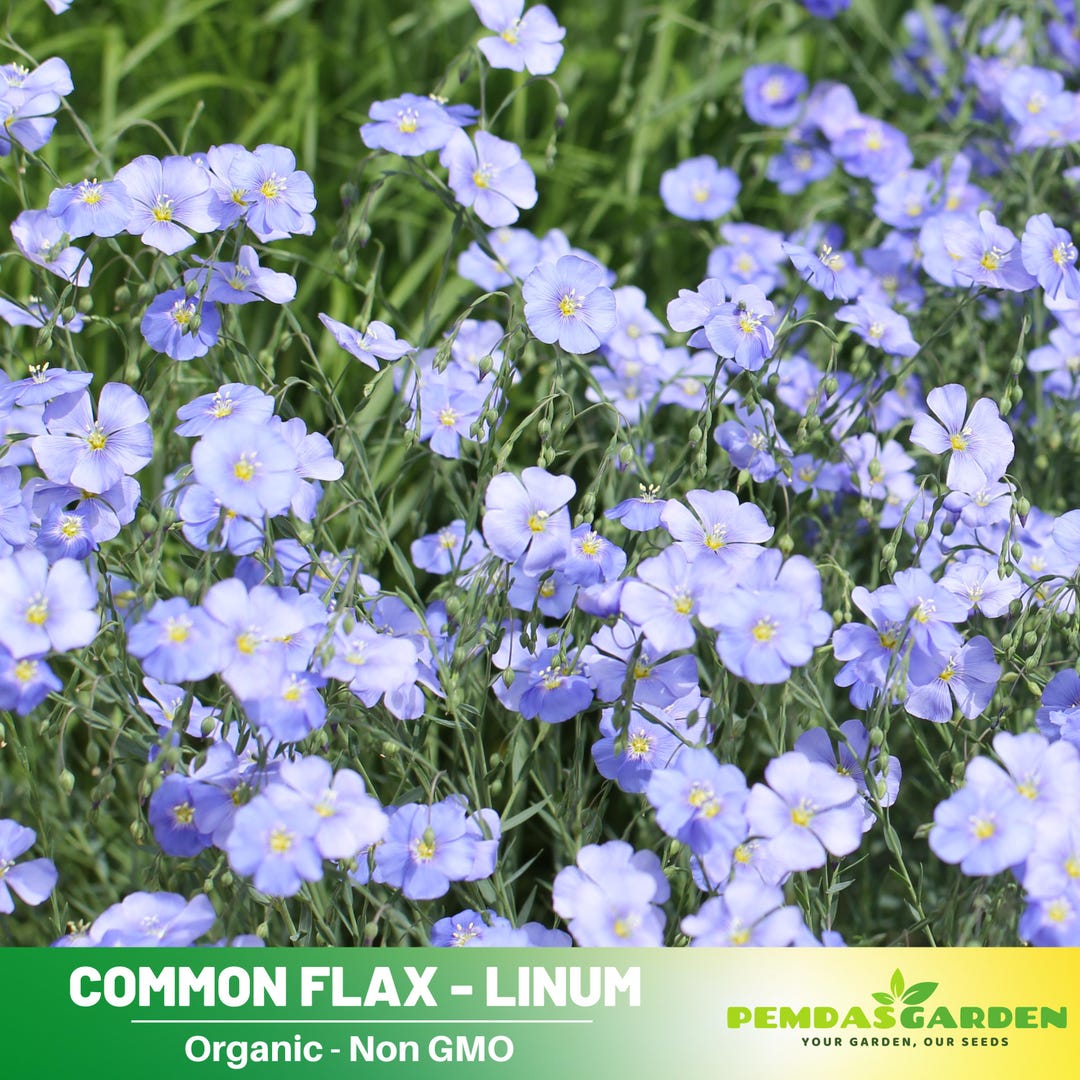 Common Flax, Linum Usitatissimum - Authentic - Open-pollinated ...