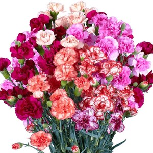 Mixed Mini Carnations authentic Seeds-flowers organic. Non GMO seeds ...