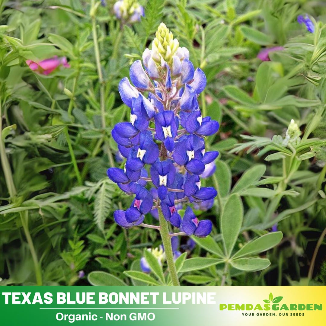 Texas Blue Bonnet Lupine Seeds Heirloom Flower Us Native Wildflower