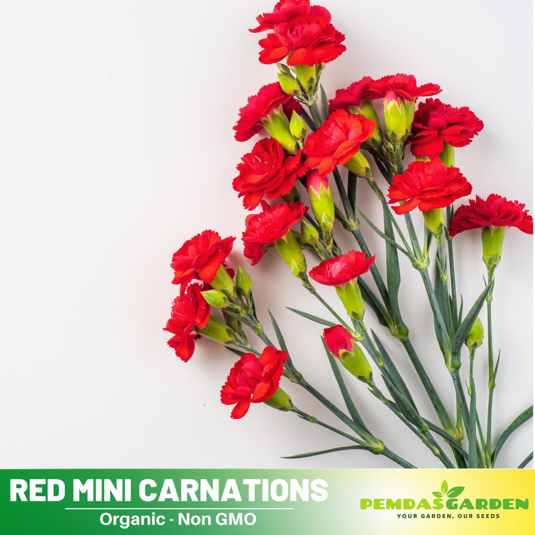 30+seeds|red Mini Carnations - Dianthus Seeds - Authentic - Open ...